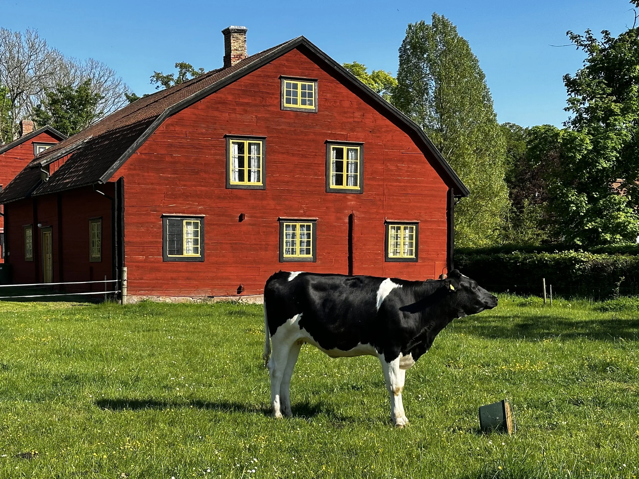 Discovering the Yellow Fields of Southern Sweden — Seen by Veen