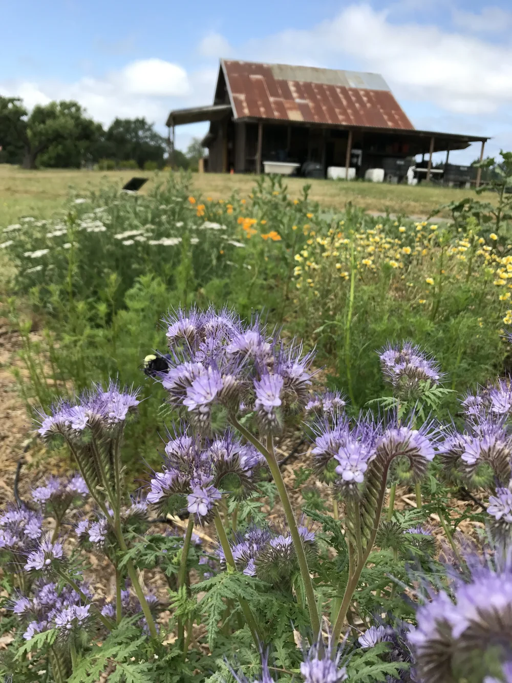 How to Help Pollinators — Conservation Works