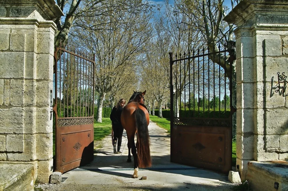 Dressage Holidays in Provence Stud Farm, France — World On Horseback