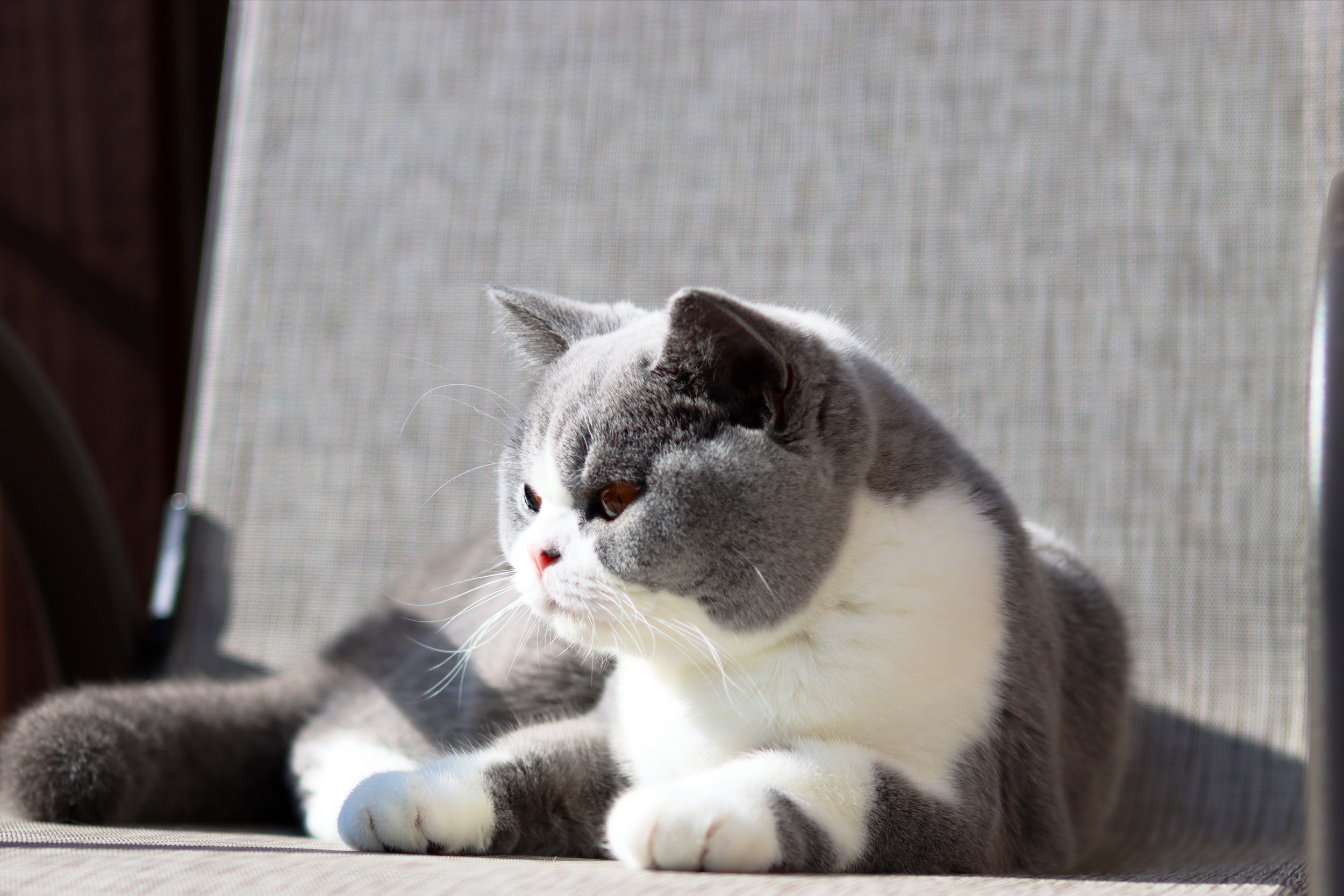 Our Cats — British Cats HoneyDream