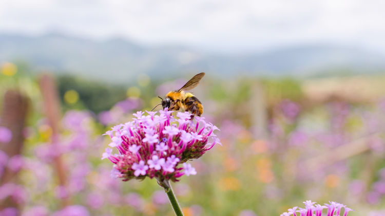 Bee-Friendly Gardening: How to Create a Buzzworthy Habitat for ...