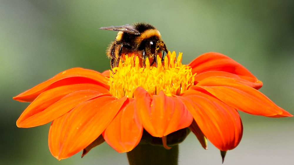 The Role of Bees in Ecosystems: Why They're Critical to Biodiversity ...