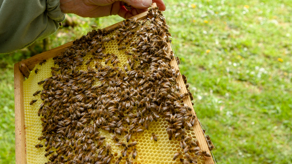 The Secret Life of Bees: How They Communicate and Build Their Societie ...