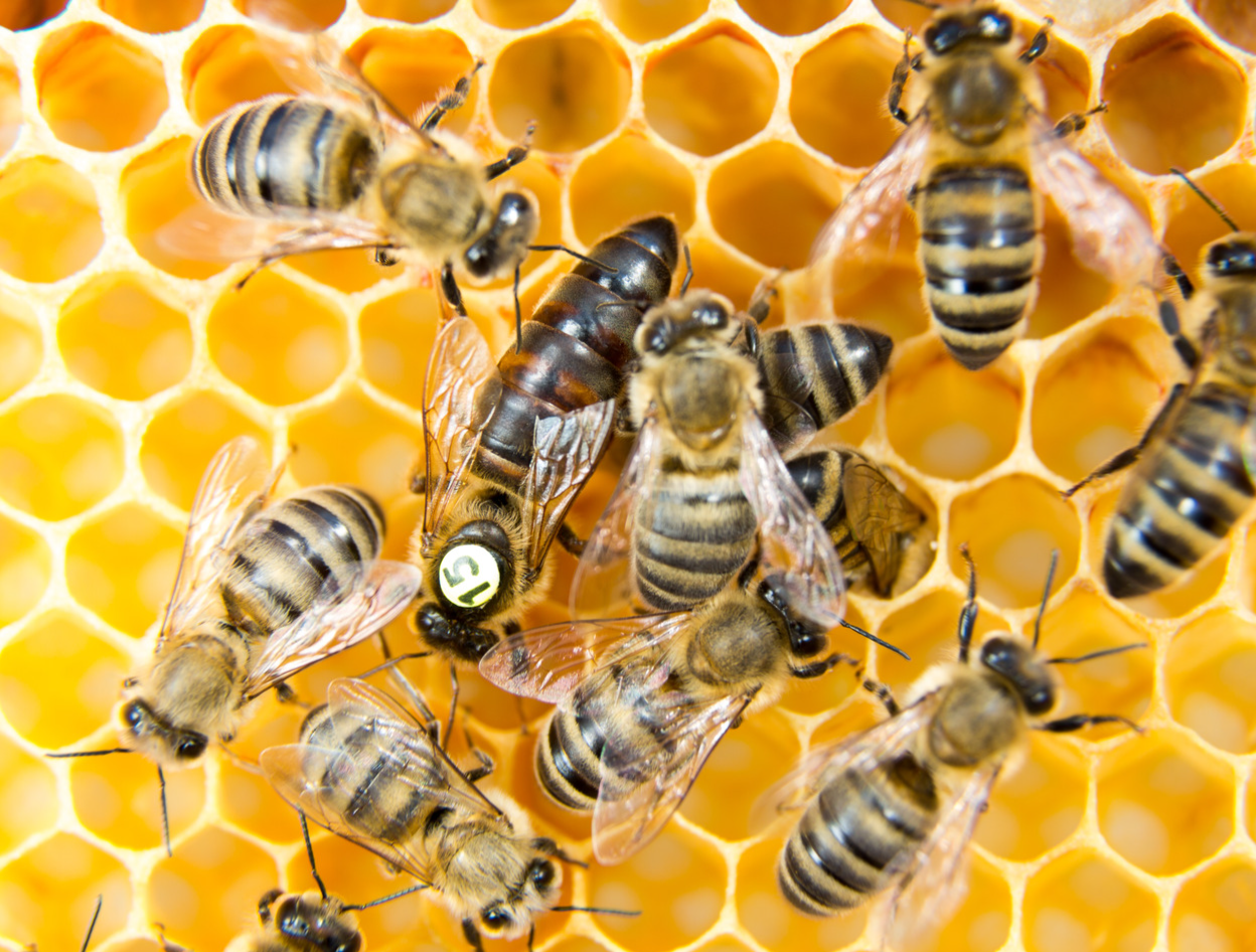 The Remarkable Organization of a Bee Colony — ART OF THE HIVE