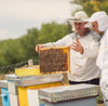 Beekeeping in NSW: Your Guide to Legal Essentials and Smart Practices ...
