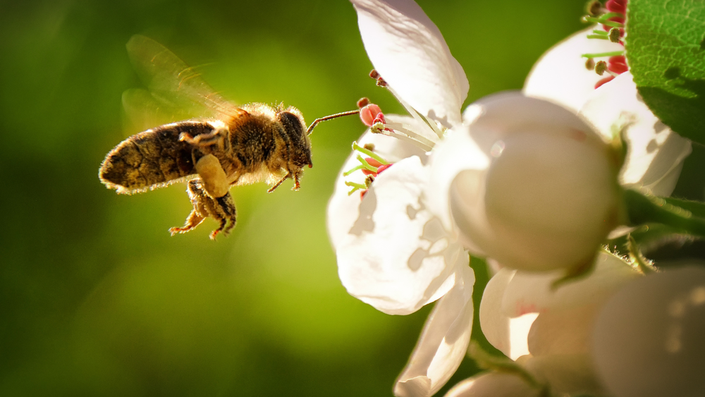 The Secret Language of Bees: Decoding Their Intricate Communication ...