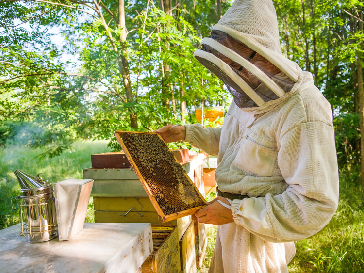 ART OF THE HIVE - 100% Raw honey and beeswax supplier