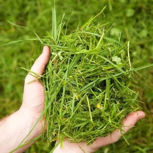 Thompson Acres Lawn Care Services