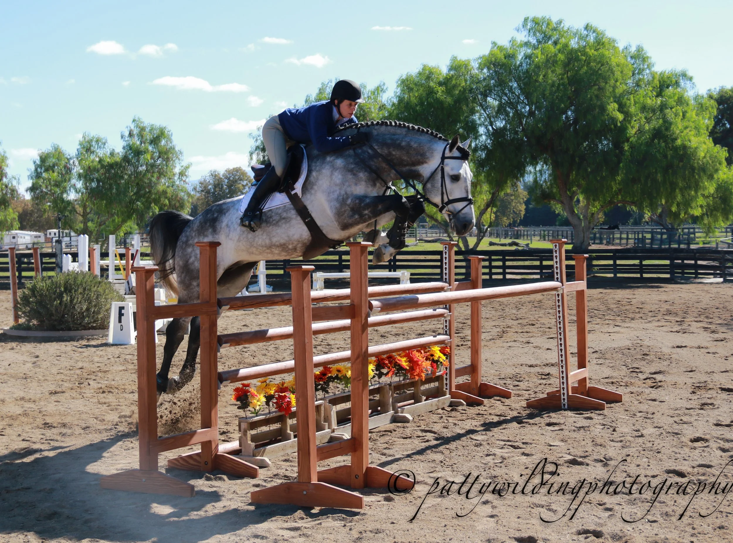 Stallion Sport Test Format — North American Stallion Sport Test