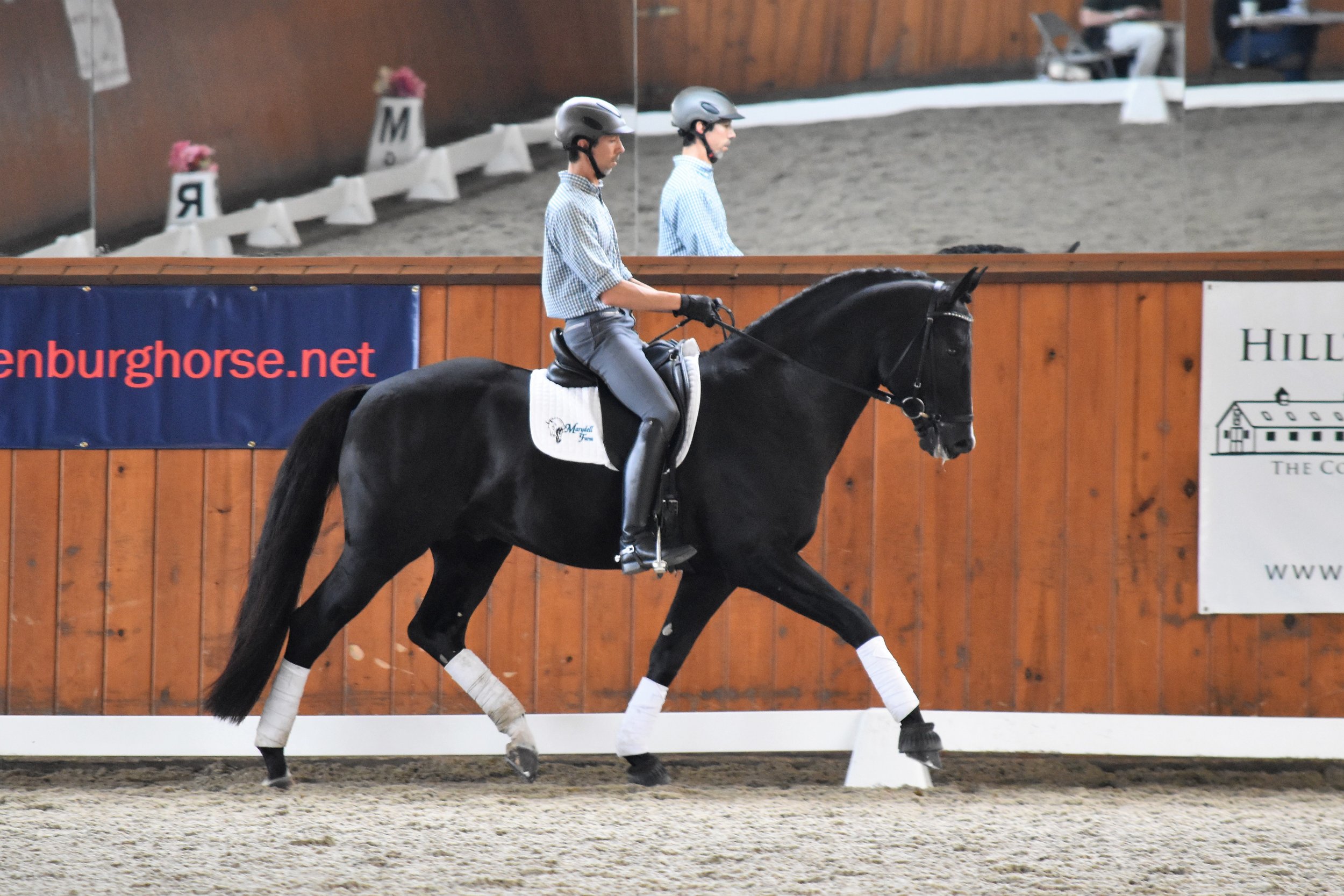 North American Stallion Sport Test