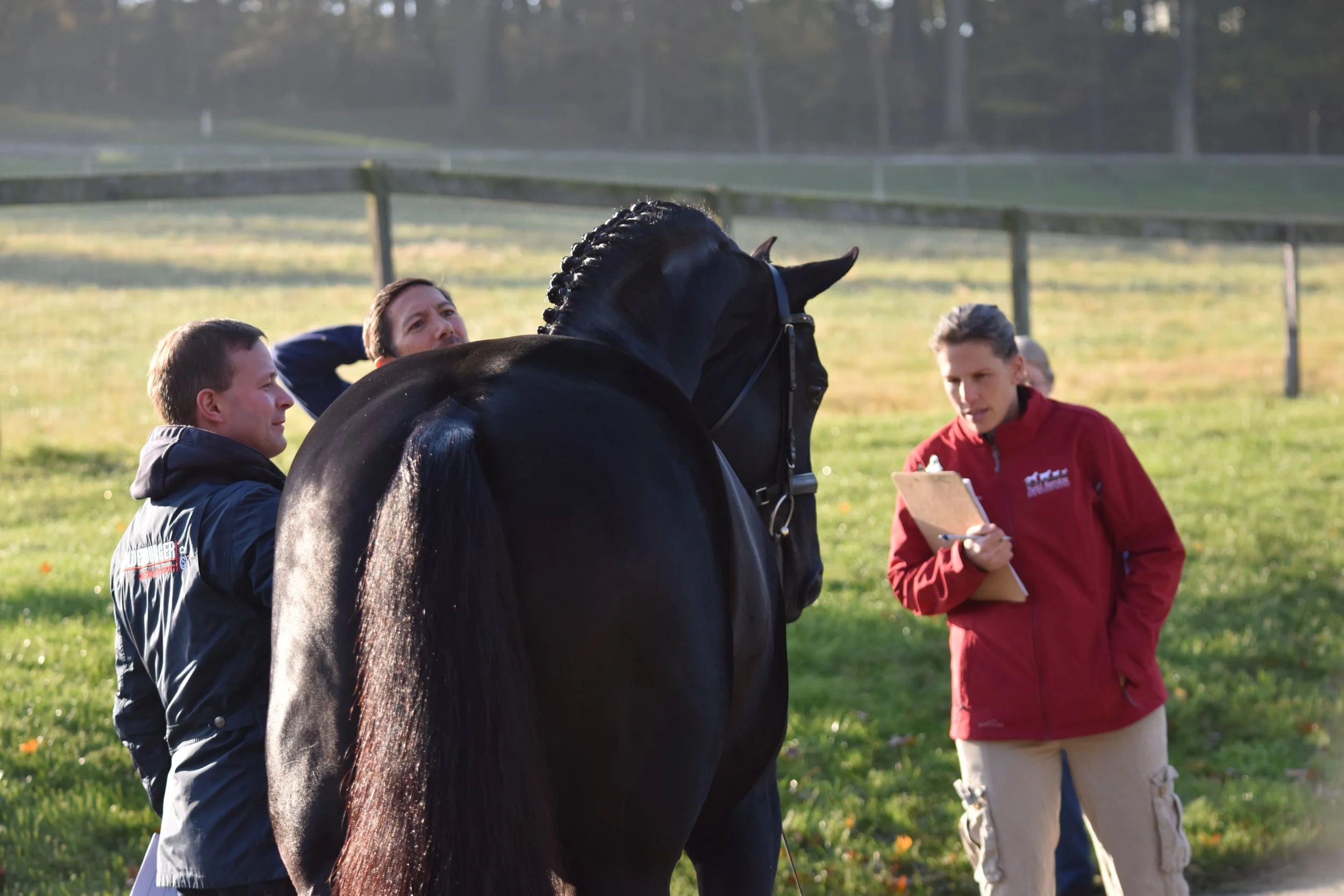 Stallion Sport Test Format — North American Stallion Sport Test