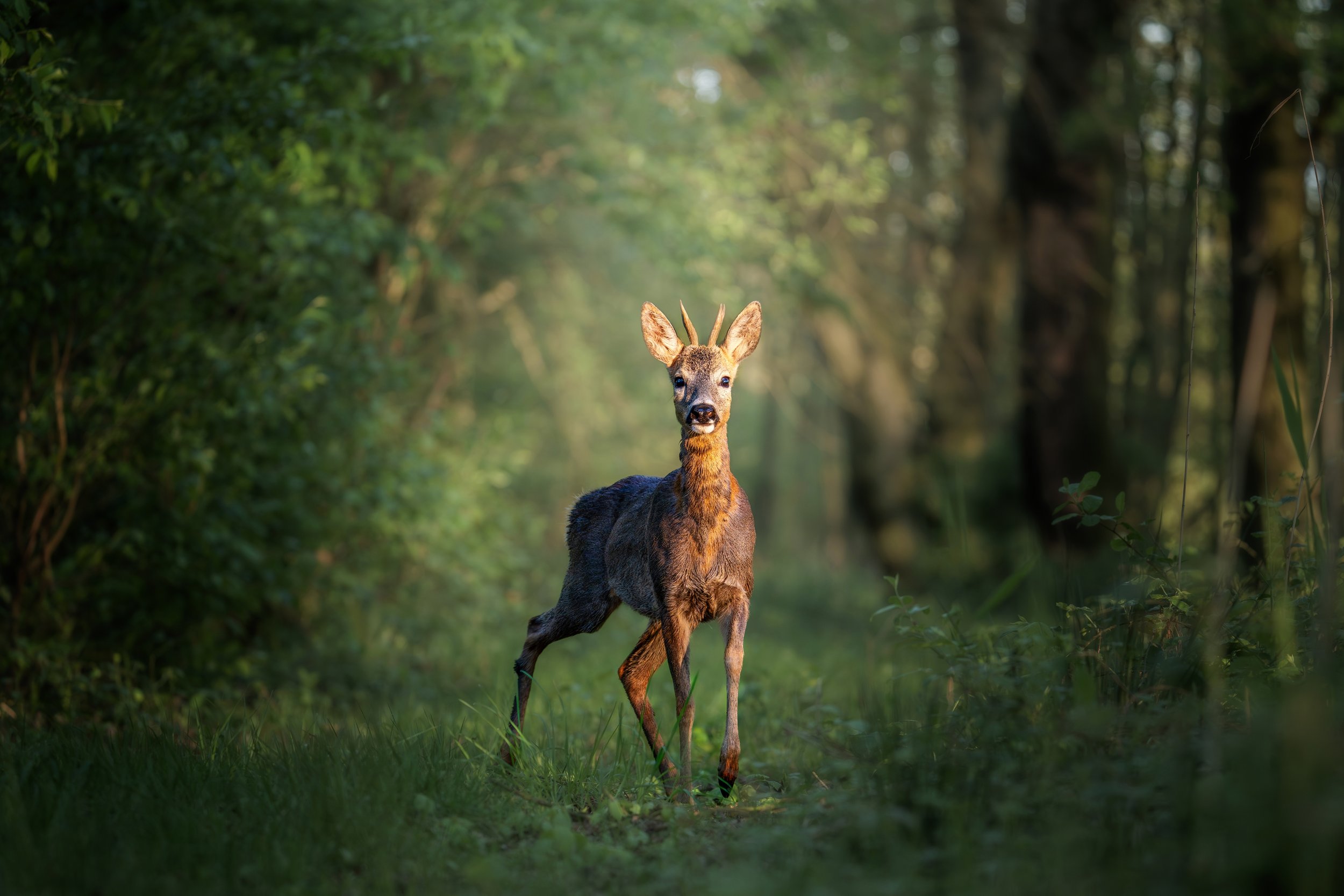 What can society gain from rewilding and what are the costs? — WildE