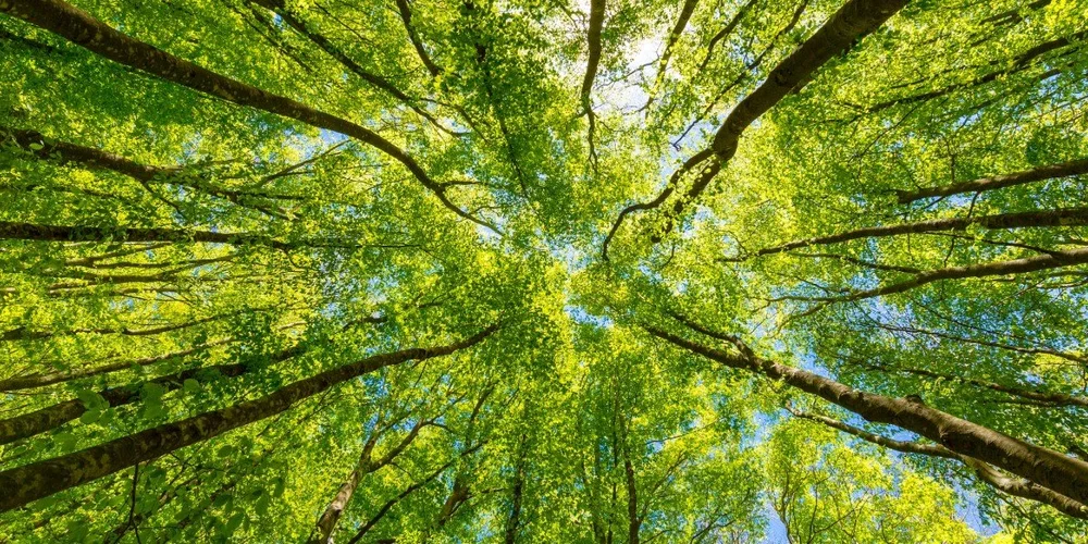 The Nature Futures Framework: Developing a positive future for people ...