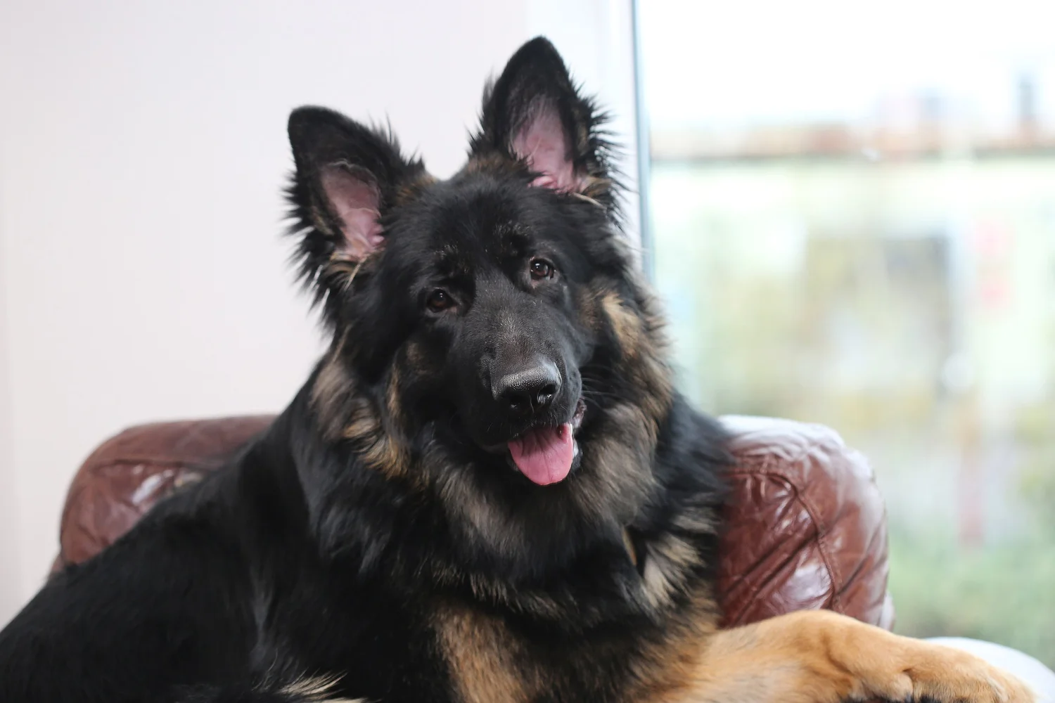 Kuga Rayner | Oakstone International Dogs