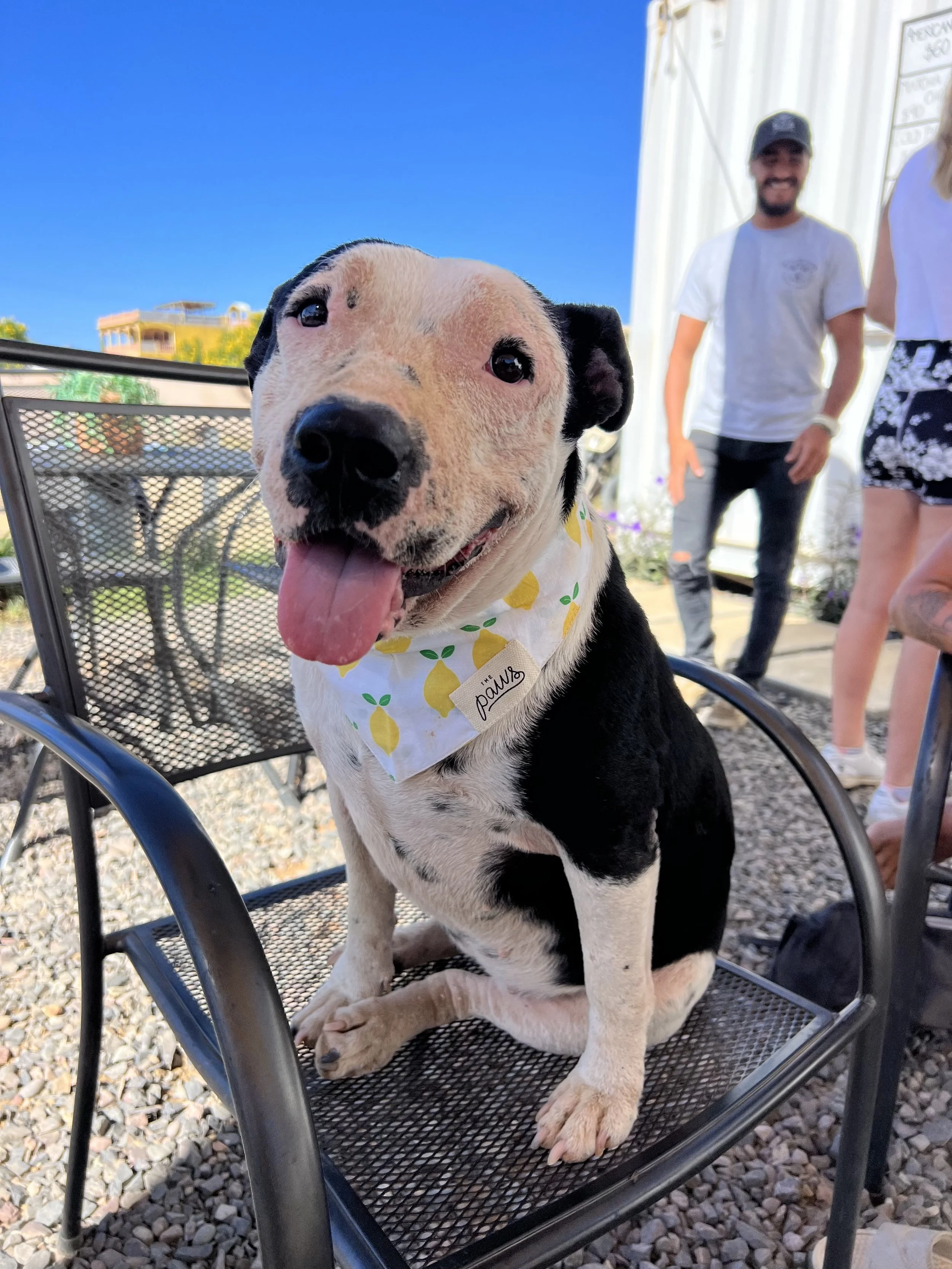Available Dogs — Cerritos Beach Dogs