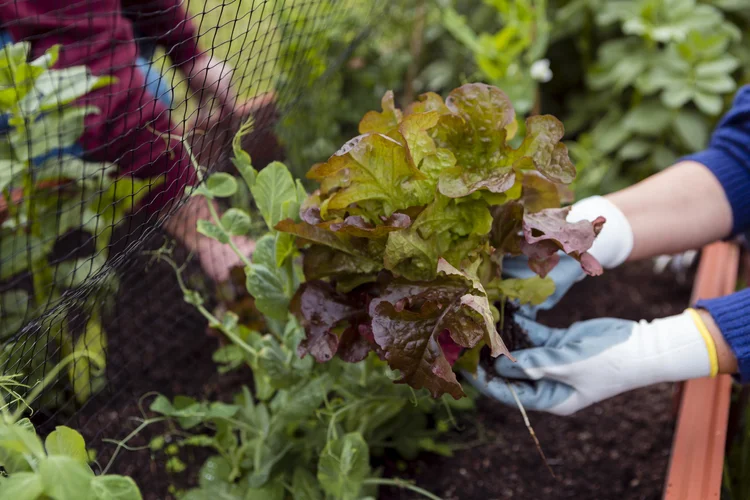 ReGreen - Organic Gardening Services - Tools Powered by Renewables