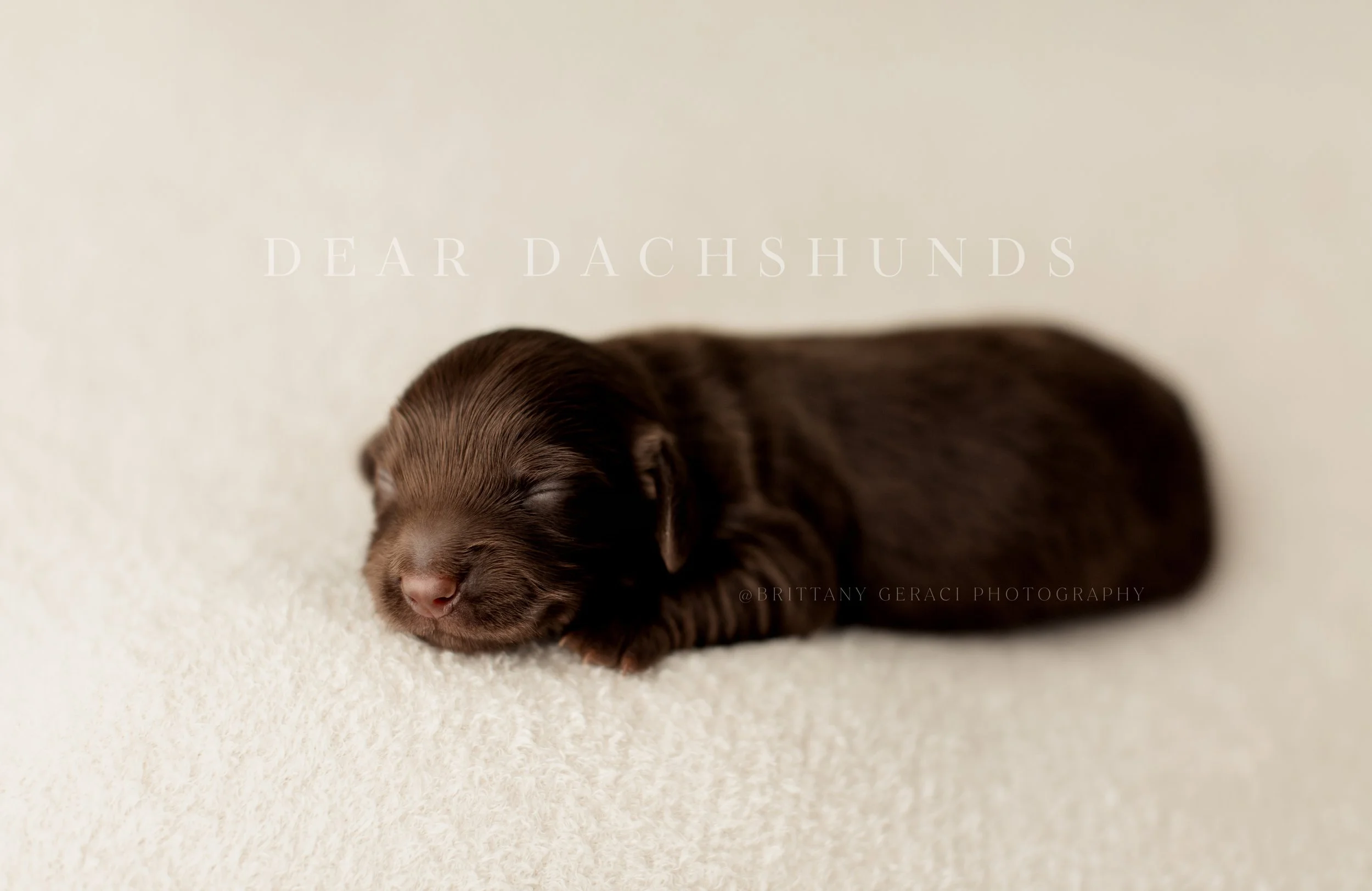 Puppies — Dear Dachshunds