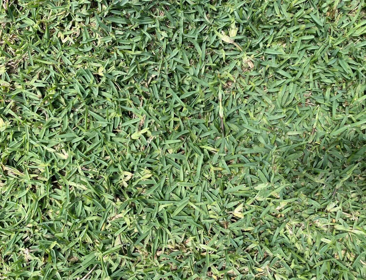 Sapphire Buffalo Grass: delivered to Brisbane, Ipswich and the Gold ...