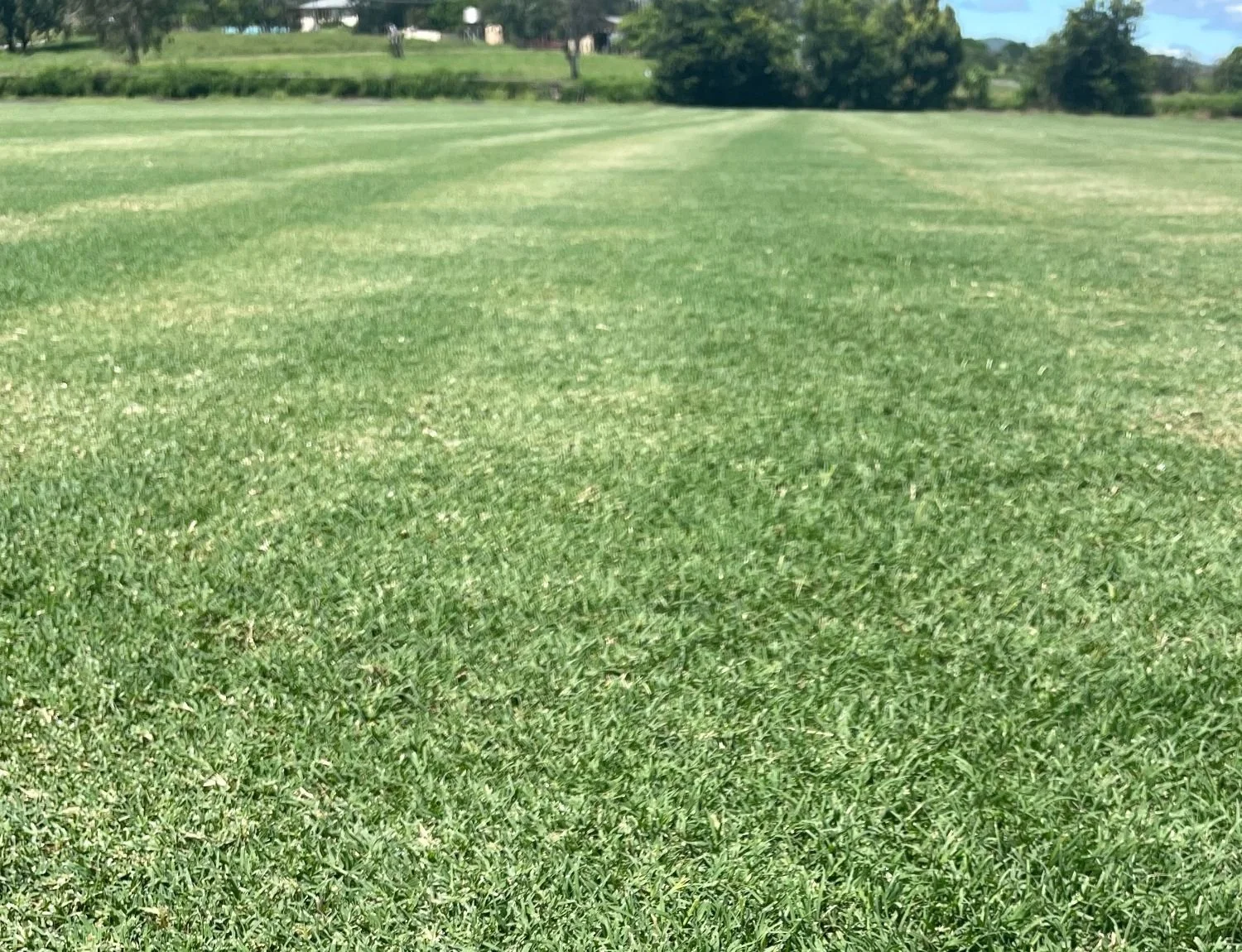 Queensland Green Couch Grass: Pros and Cons — The Turf Shed