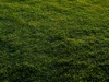 Quality Turf Delivered to Jimboomba — The Turf Shed