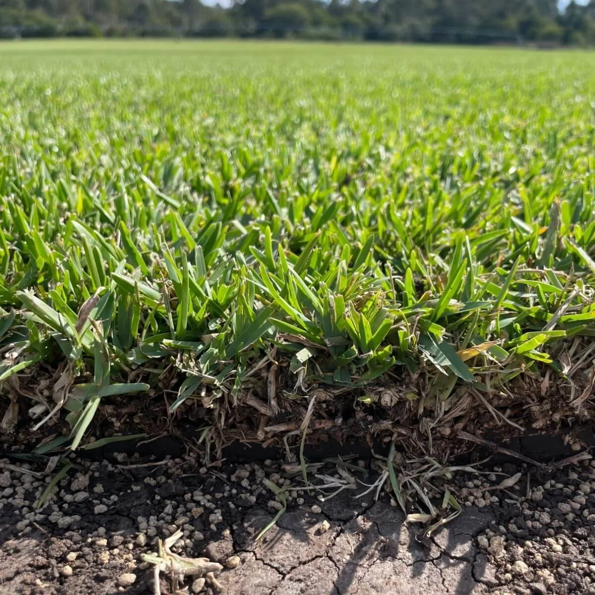 Sir Walter Buffalo Grass — The Turf Shed