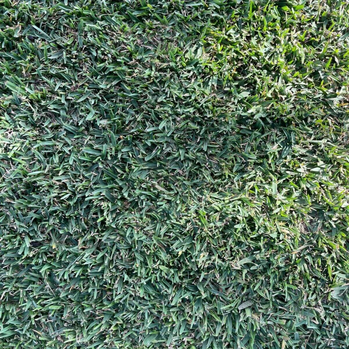 Sir Walter Buffalo Grass — The Turf Shed