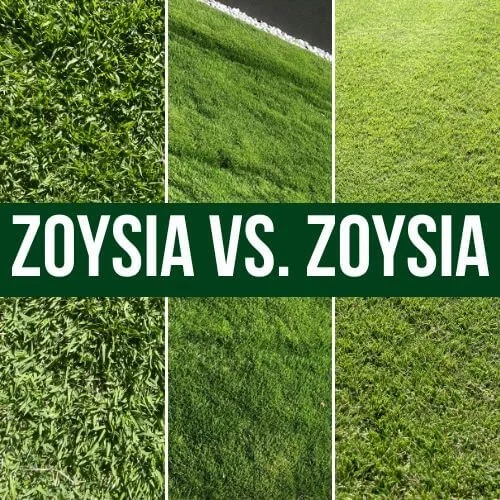 Empire Zoysia Turf - farm fresh turf delivered to Brisbane Ipswich ...