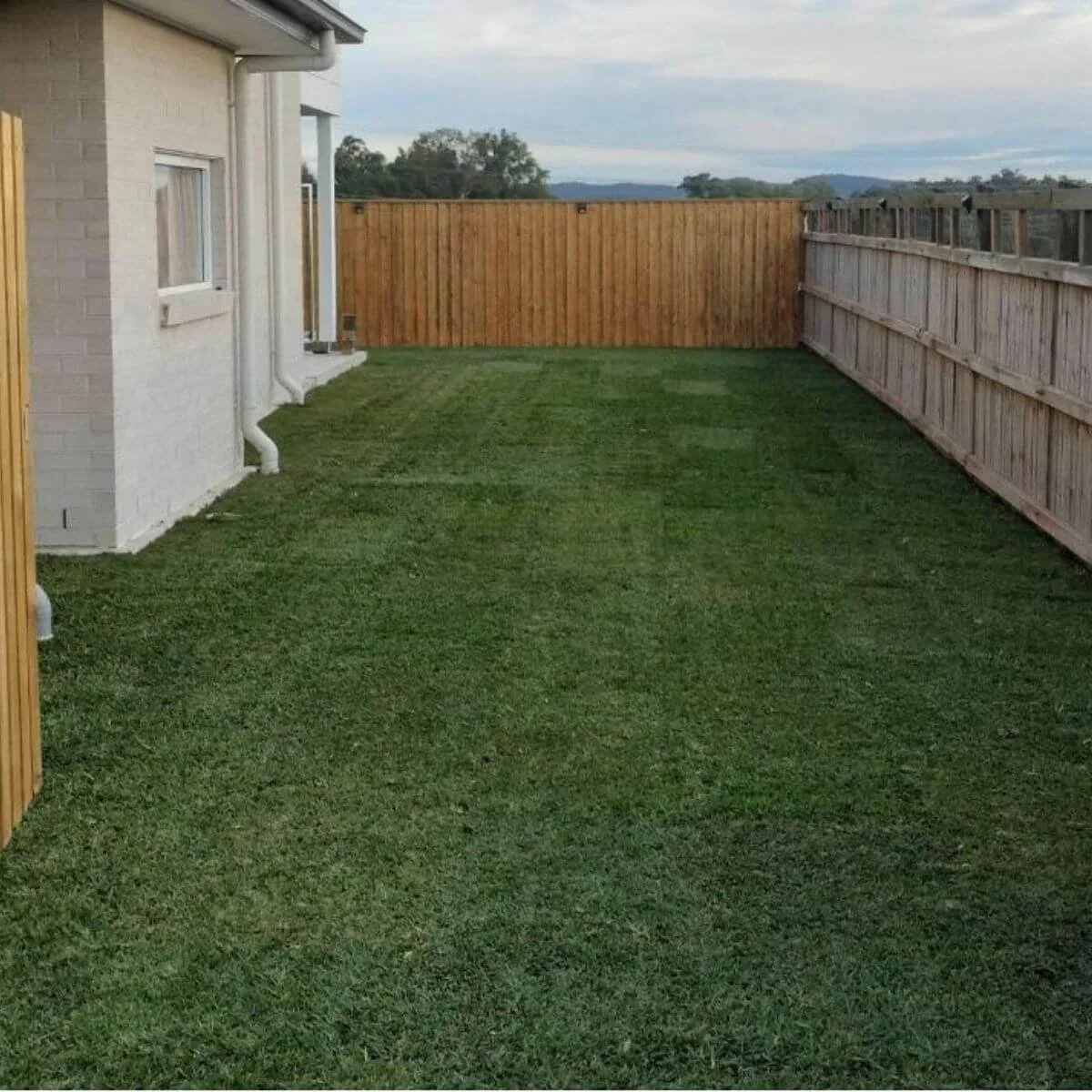 Sir Walter Buffalo Grass — The Turf Shed