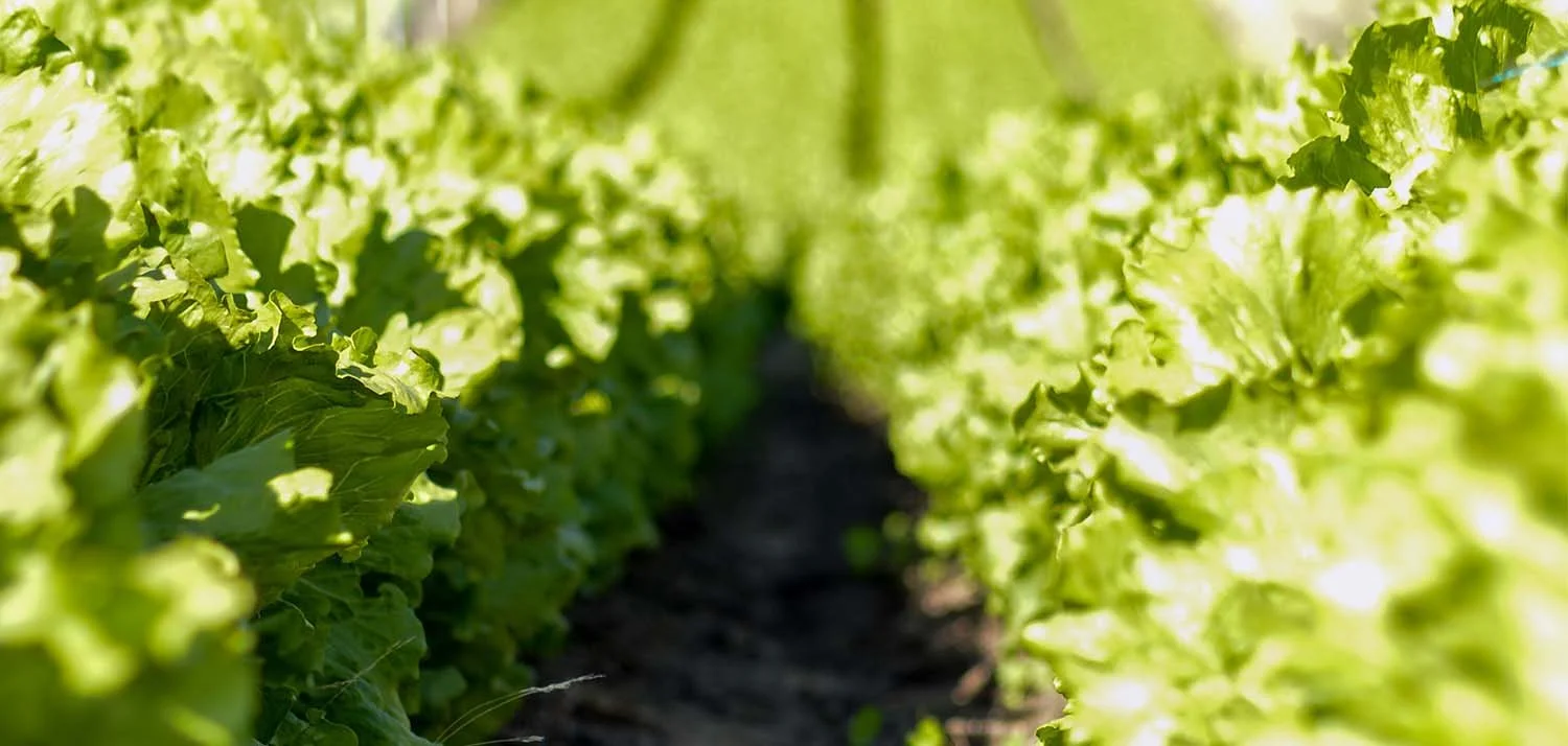 Taylor Family Produce A growing vegetable dynasty — Queensland Fruit ...