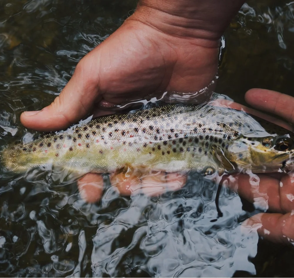 Yucwmenlúcwu — Splatsin Development Corporation