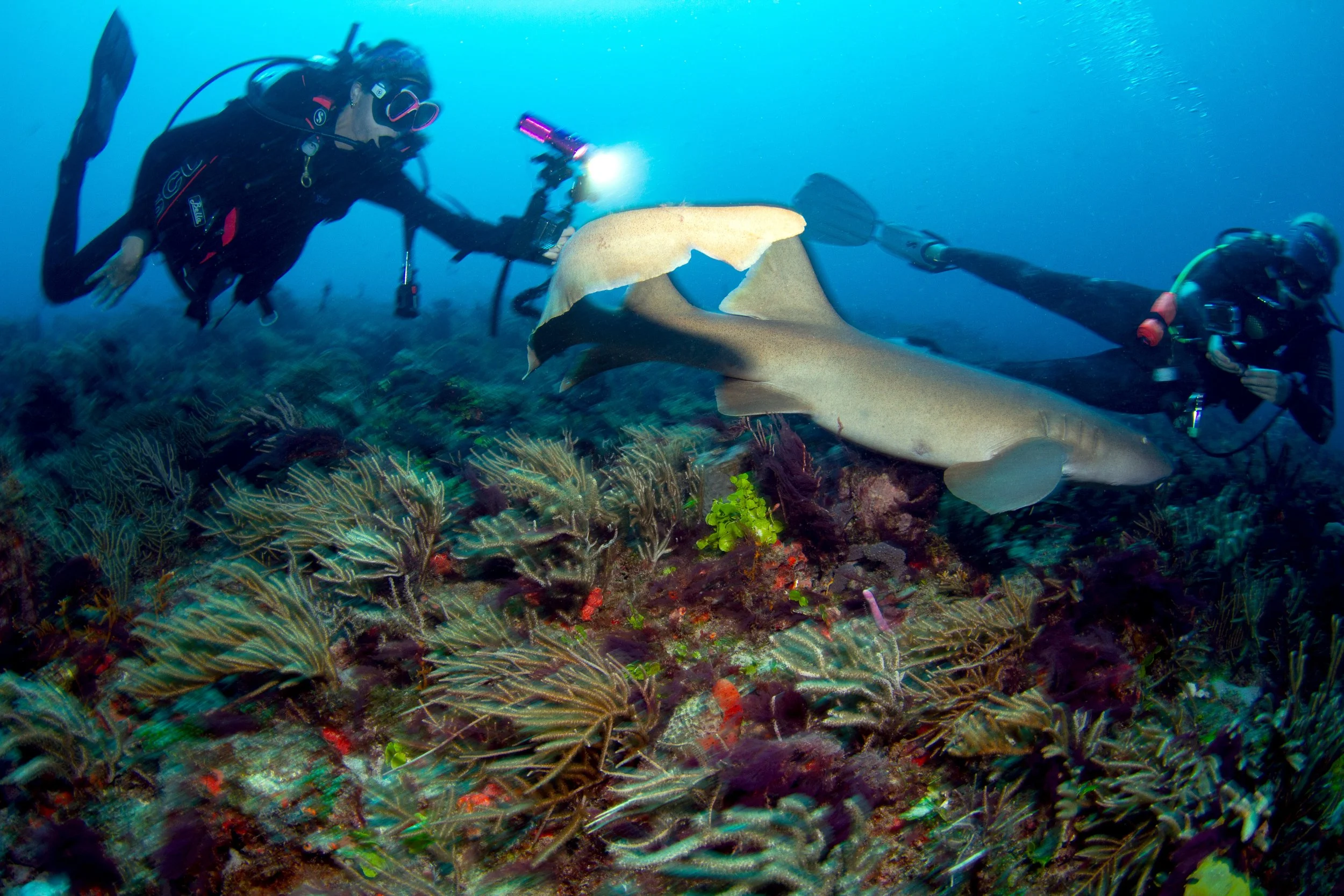 Open Water Dive Trips in West Palm Beach, FL