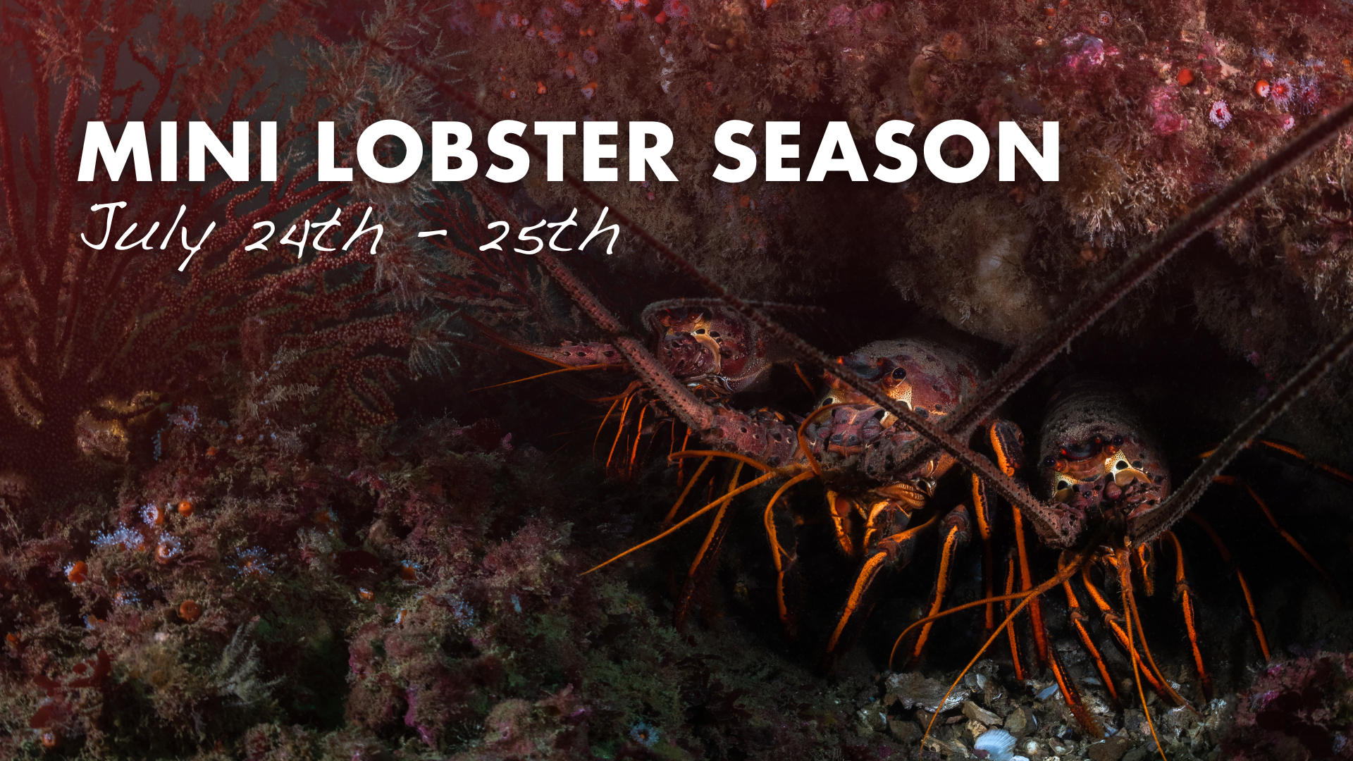 Mini Lobster Season