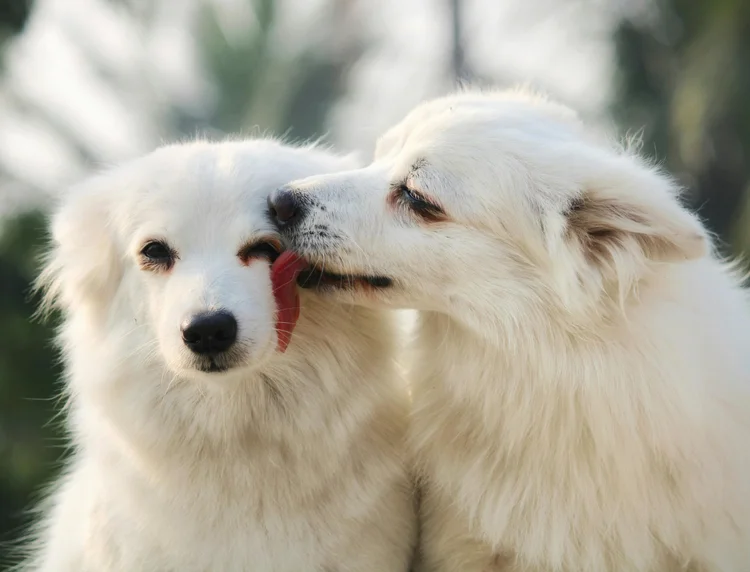 Different Kinds of Dog Skin Conditions and How to Know Which One Yours ...