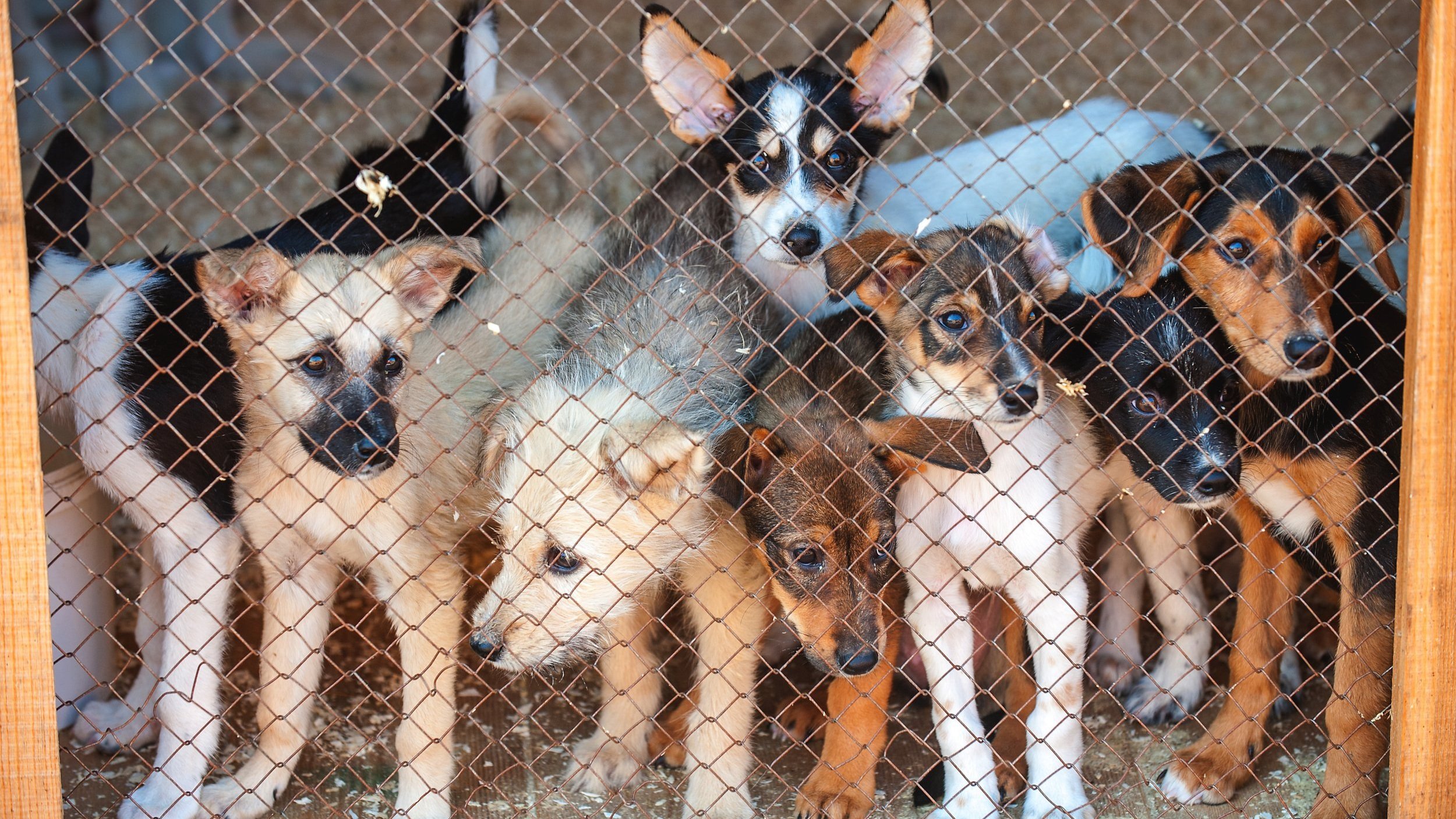 What Are Puppy Mills? — The Woof