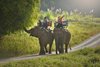Promoting Ethical Tourism: Responsible Wildlife Experiences — The Woof