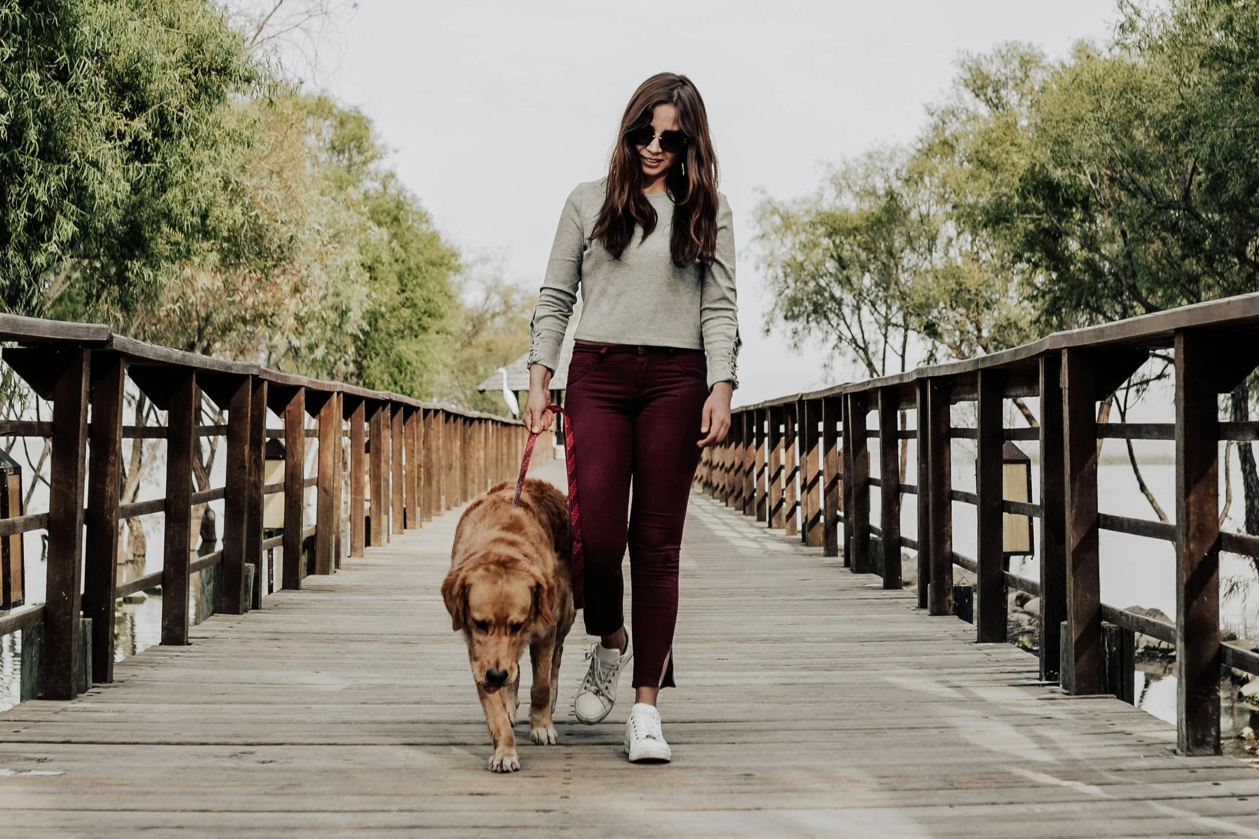 Leash Training 101: Step-by-Step Guide on How to Leash Train Your Dog ...