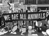 Animal Welfare — The Woof