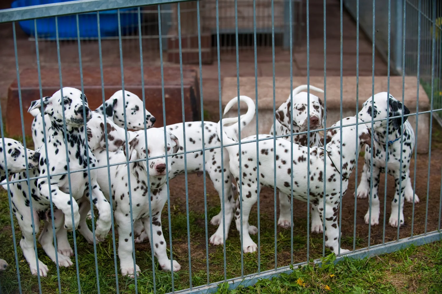 Red Flag Signs to Look Out for with Unethical Breeders — The Woof