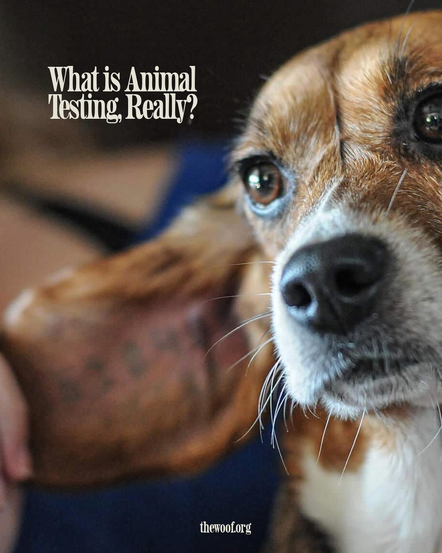 The Power of Social Media in Raising Awareness for Animal Welfare — The ...