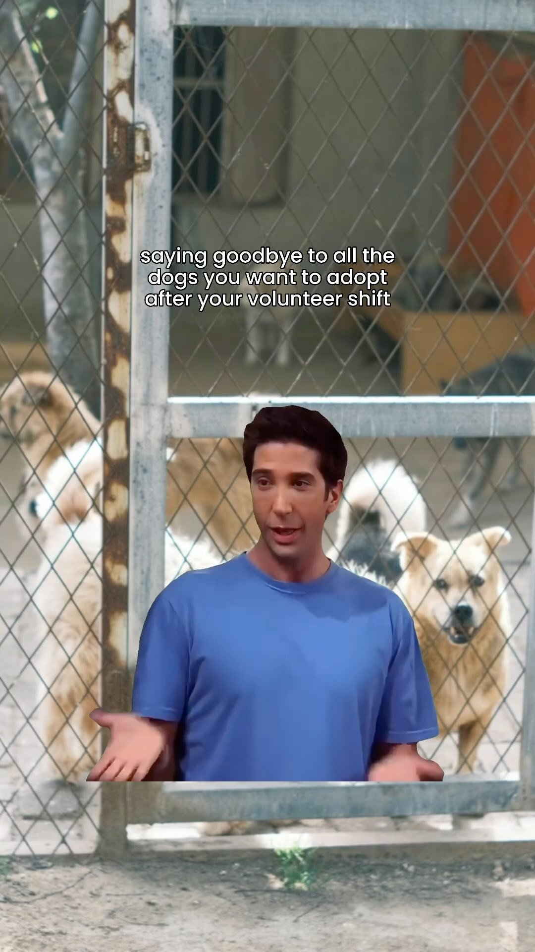 Take A Rescue Dog Out For The Day in Hawaii with Maui Humane Society ...