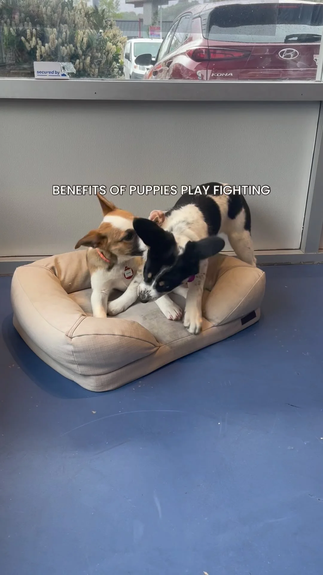 The Connection Between Animal Welfare and Human Well-Being — The Woof