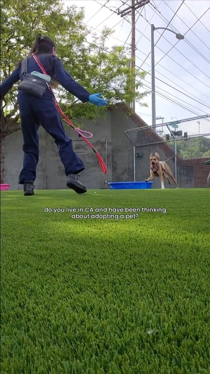 The Connection Between Animal Welfare and Human Well-Being — The Woof