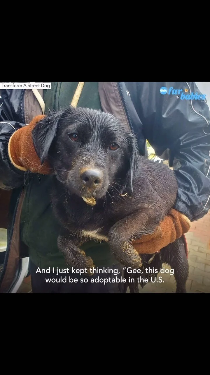 15 Dog Walking Basics Everyone Should Know — The Woof