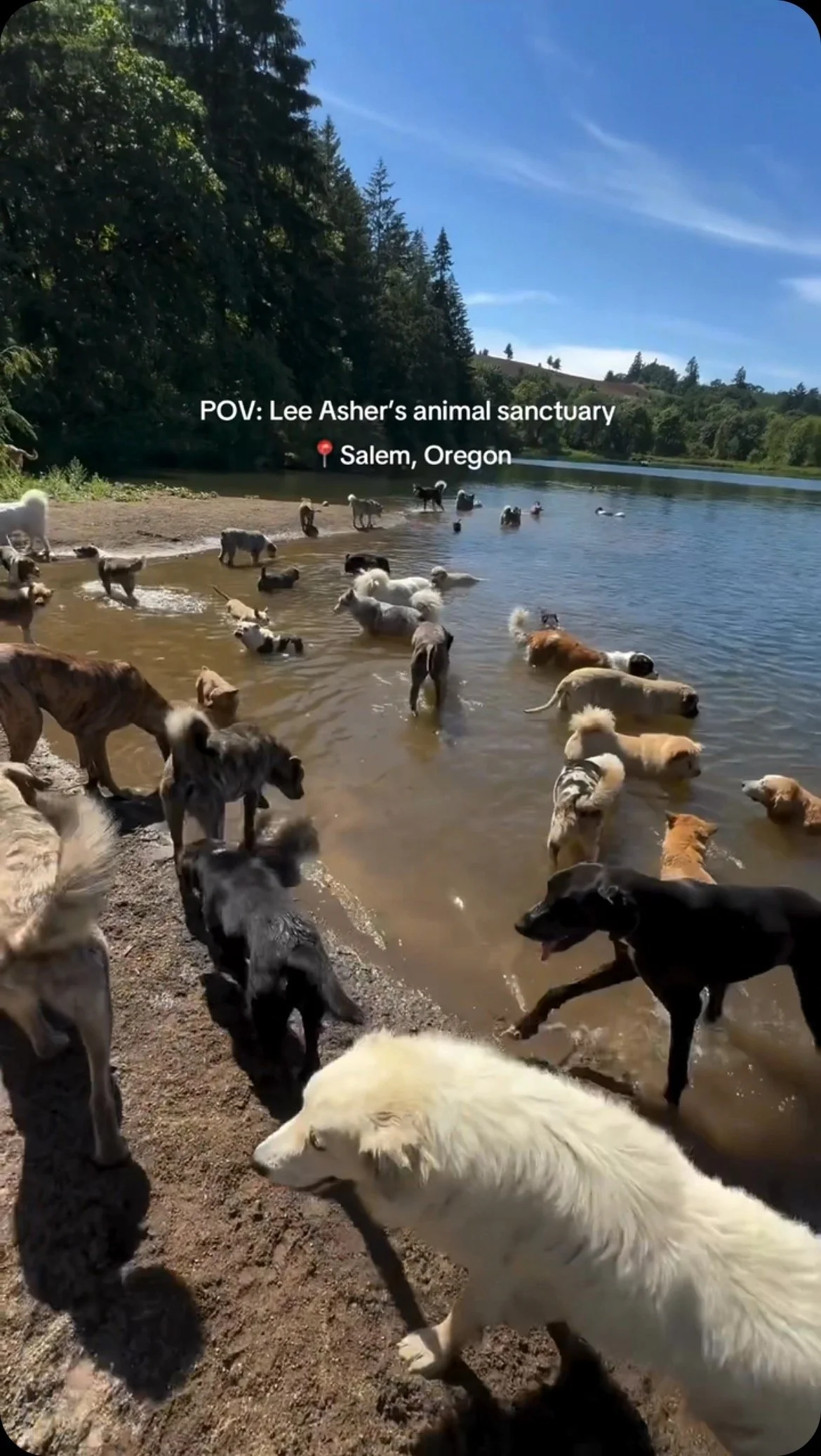 Understanding Euthanasia in Animal Shelters — The Woof