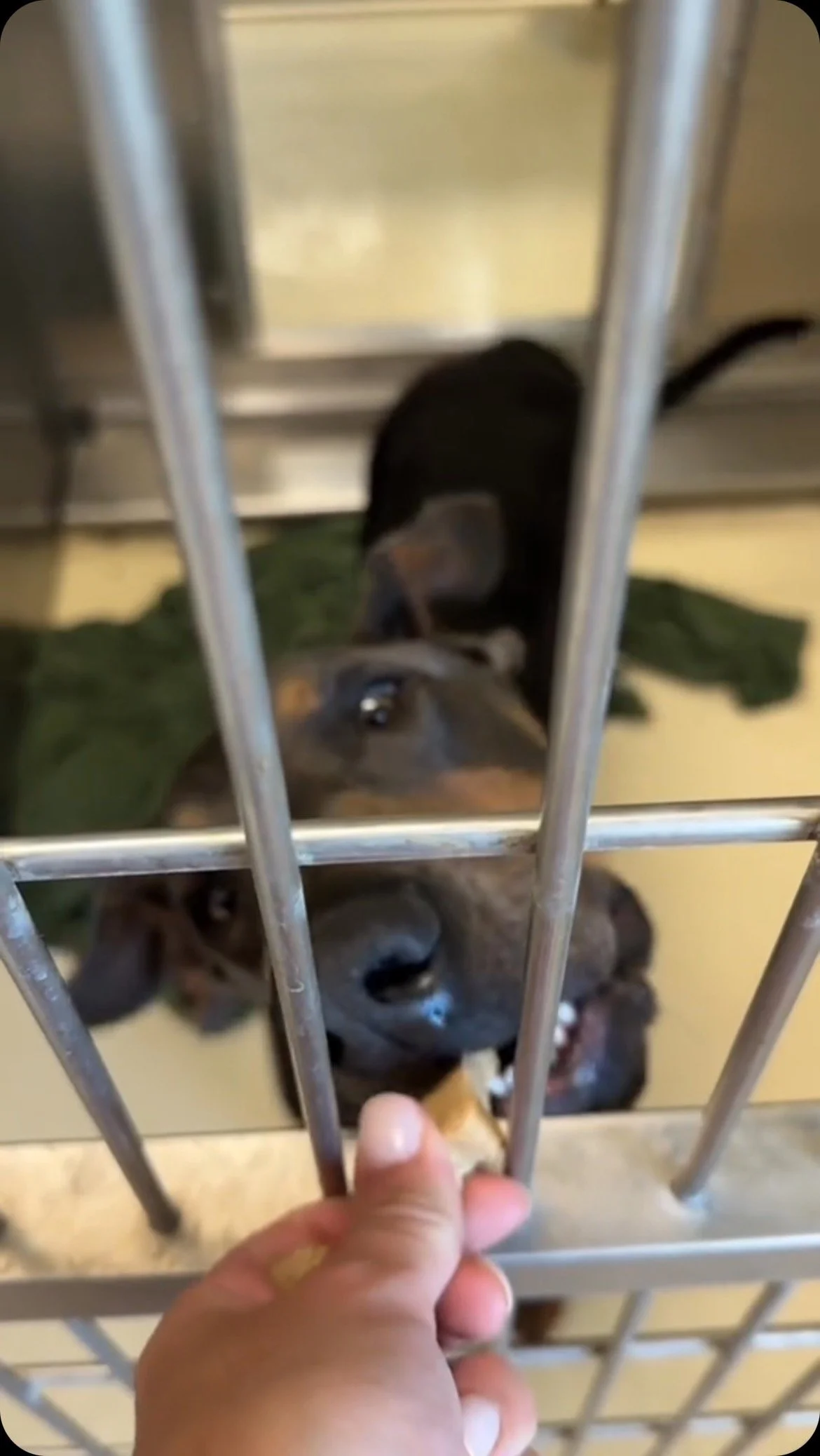 Understanding Euthanasia in Animal Shelters — The Woof