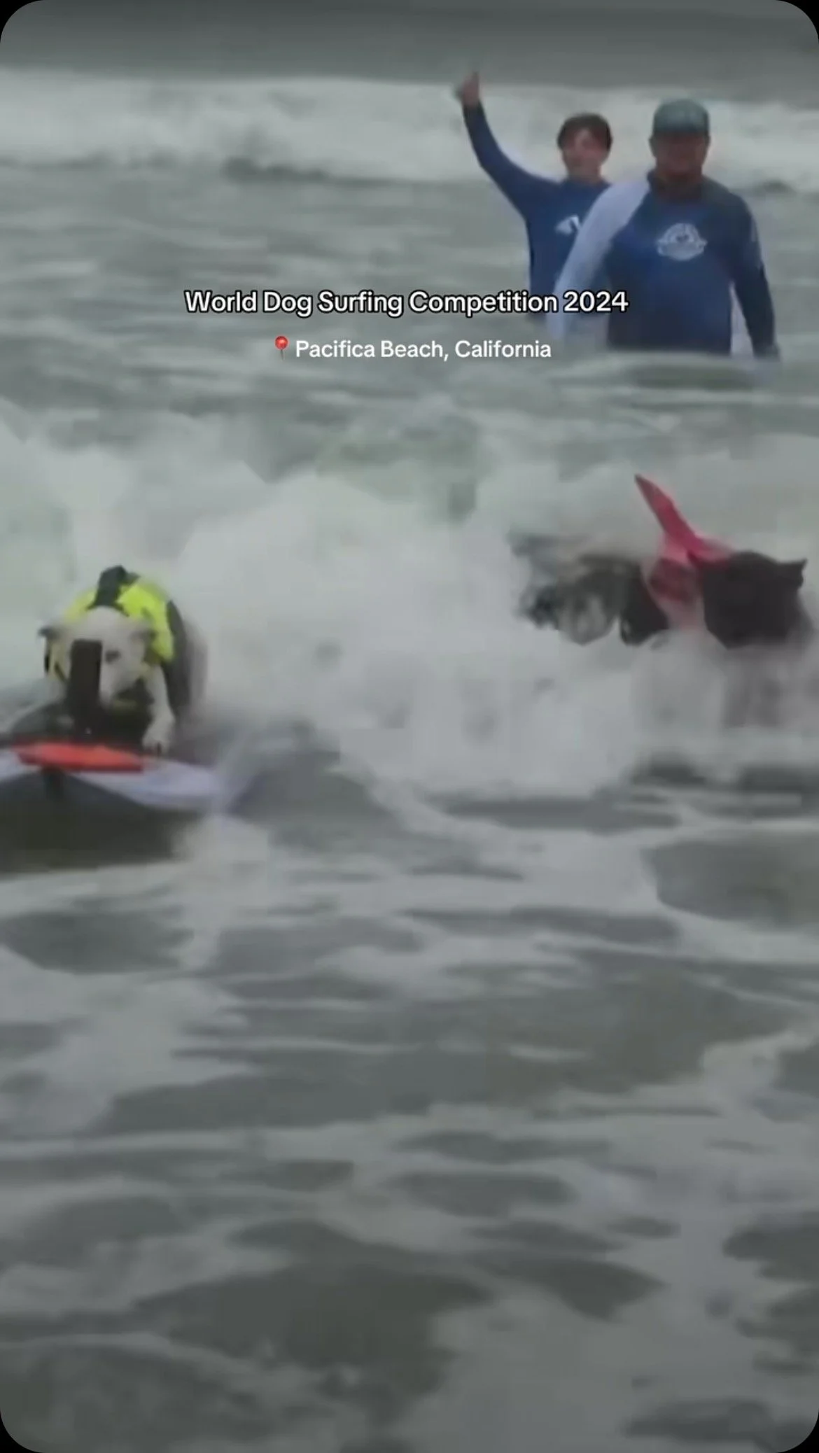 Understanding Euthanasia in Animal Shelters — The Woof