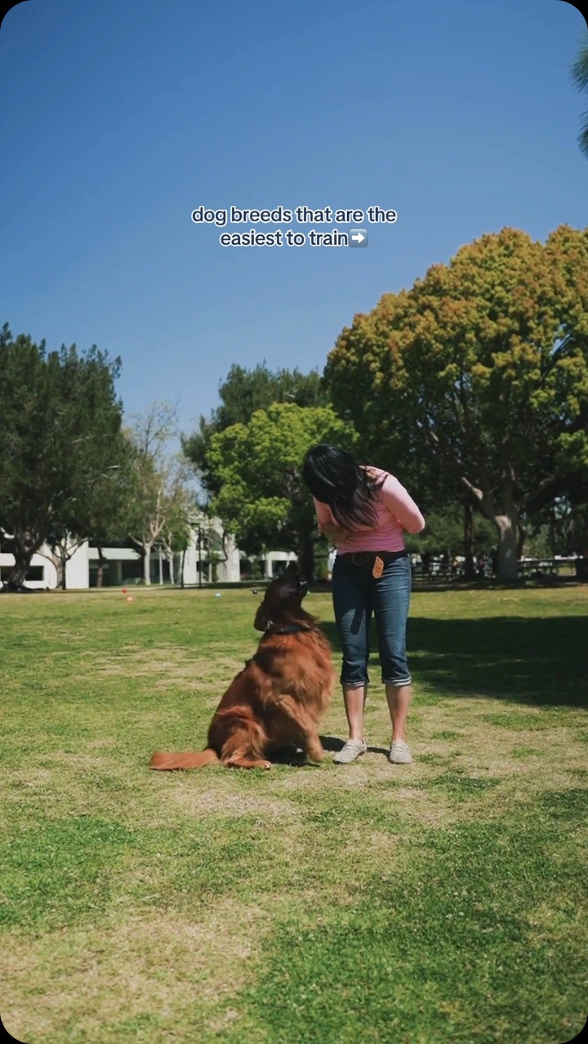 Understanding Euthanasia in Animal Shelters — The Woof