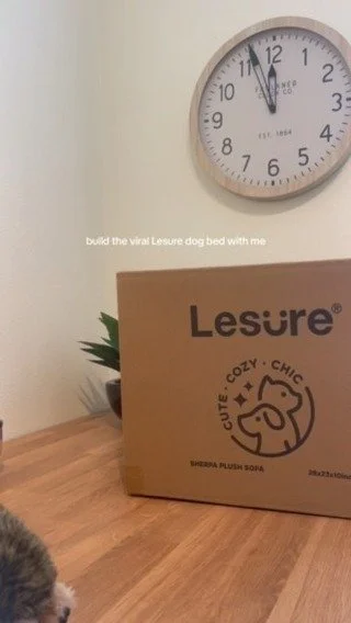 Animal Shelter Overcrowding: Causes & How to Help — The Woof