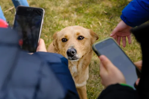 Social Media is Shaping the Future of Animal Rescue — The Woof