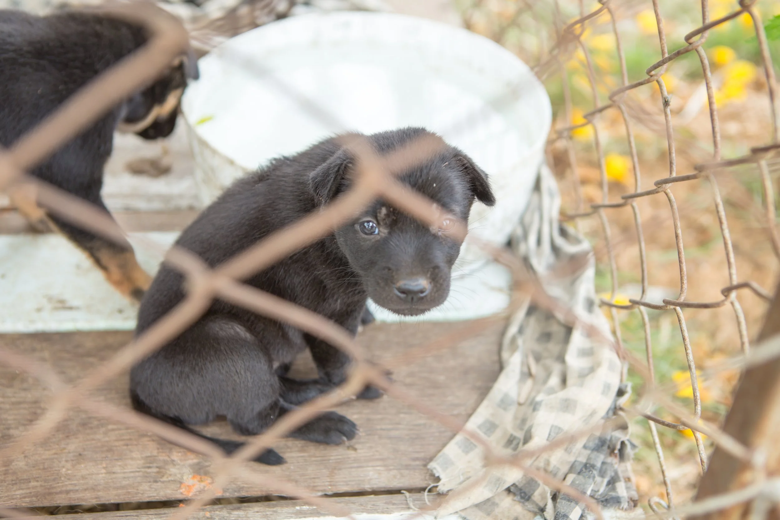 The Reality of Puppy Mills and How to Avoid Supporting Them — The Woof